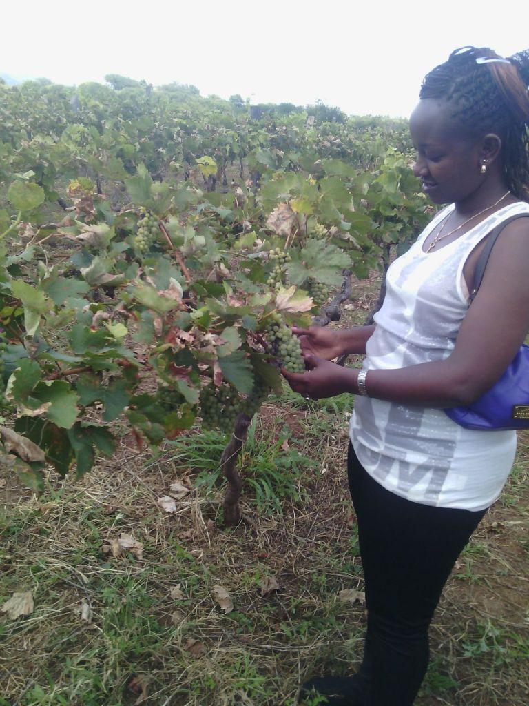 GRAPES GROWING | Natural Green Movement