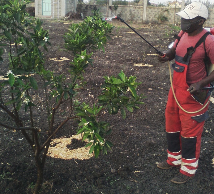 Citrus cultivation in Kenya | Natural Green Movement