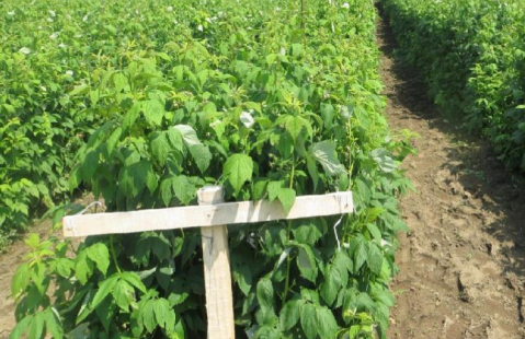 Rasp Berry Cultivation | Natural Green Movement