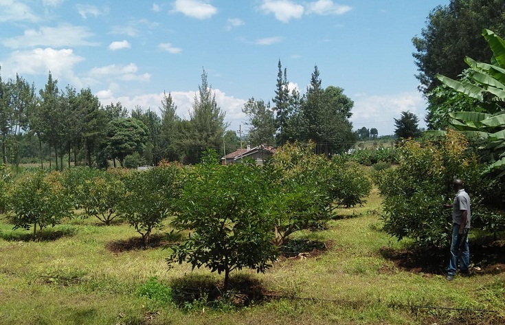kitale Horticulture Project | Natural Green Movement