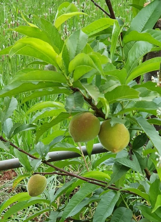 Grafted Dwarf Peach Seedlings | Natural Green Movement